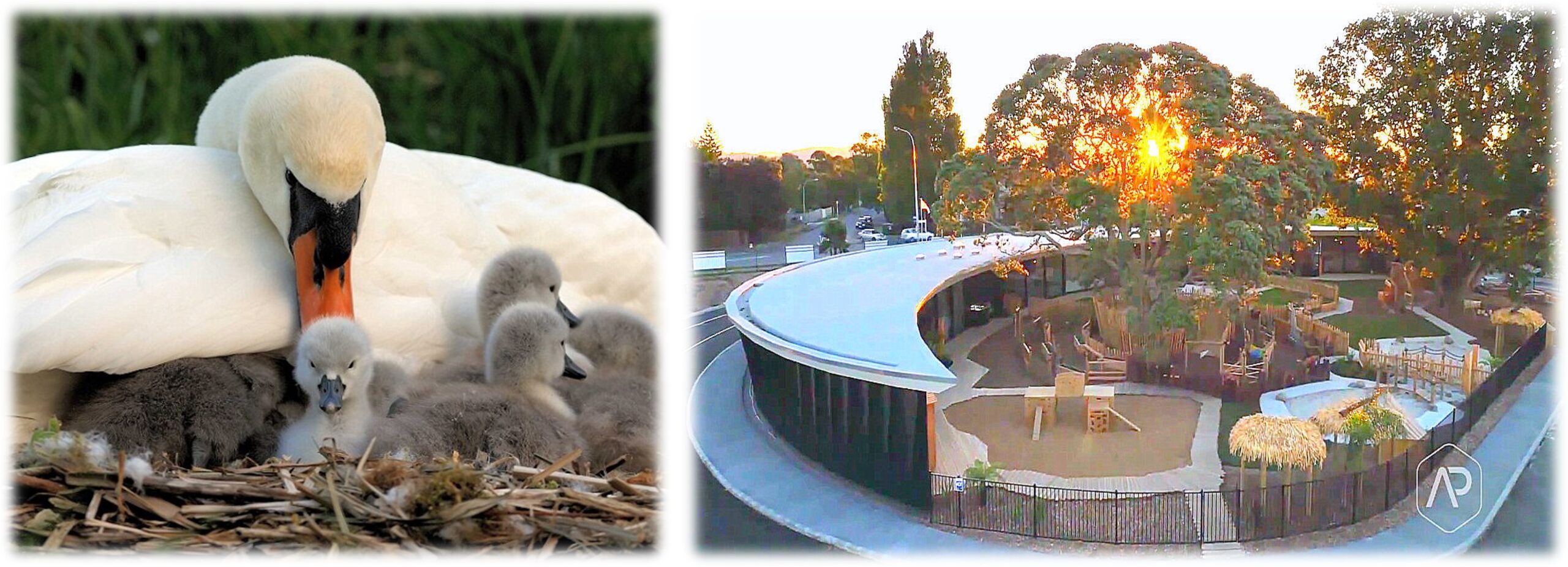 swan | Day Care in Auckland & Tauranga | Chrysalis Childcare